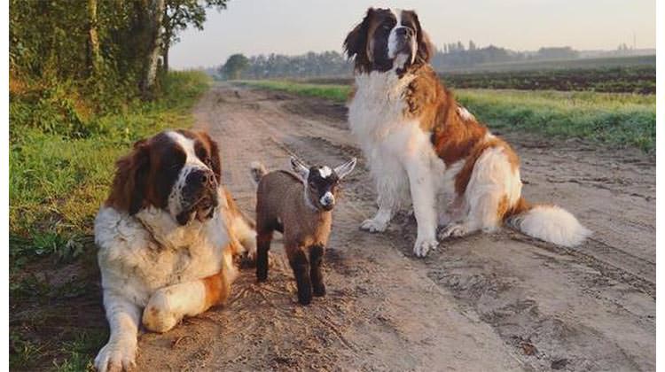 Giant Dogs Raise Baby Goat As Their Own - Hasan Jasim