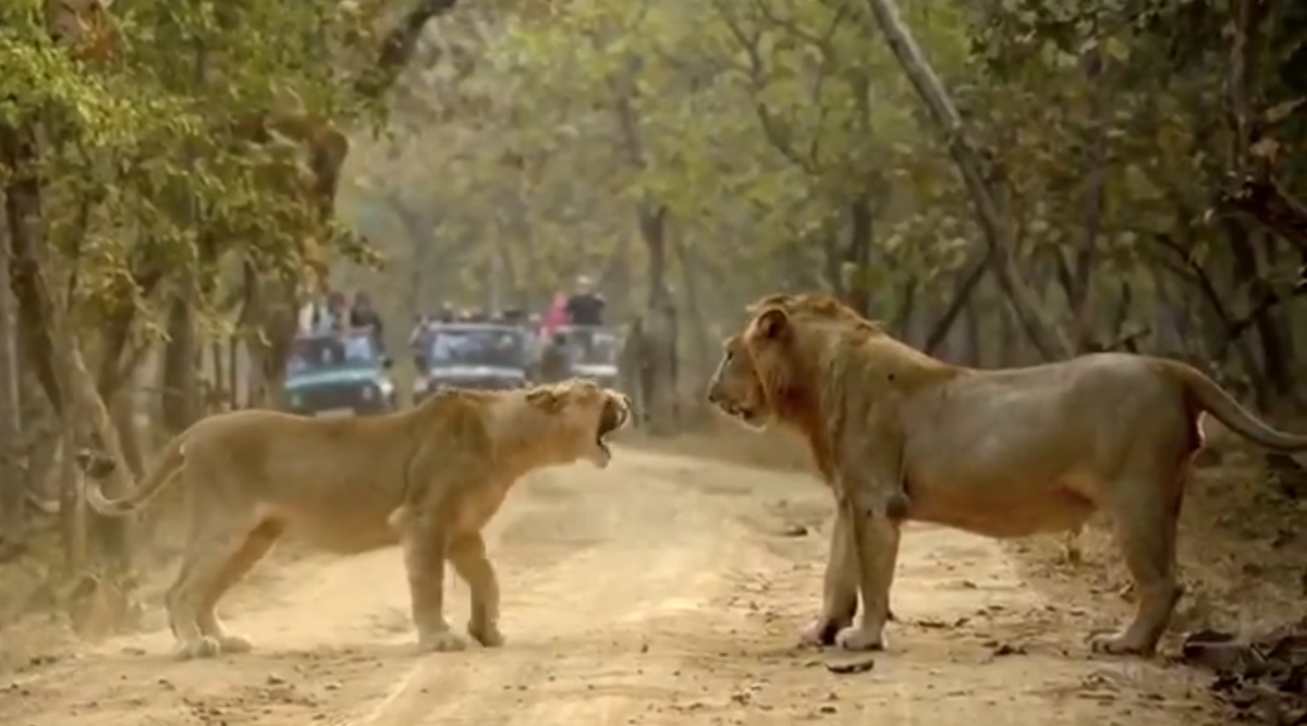 In the middle of the road, a lion and a lioness were captured on video ...