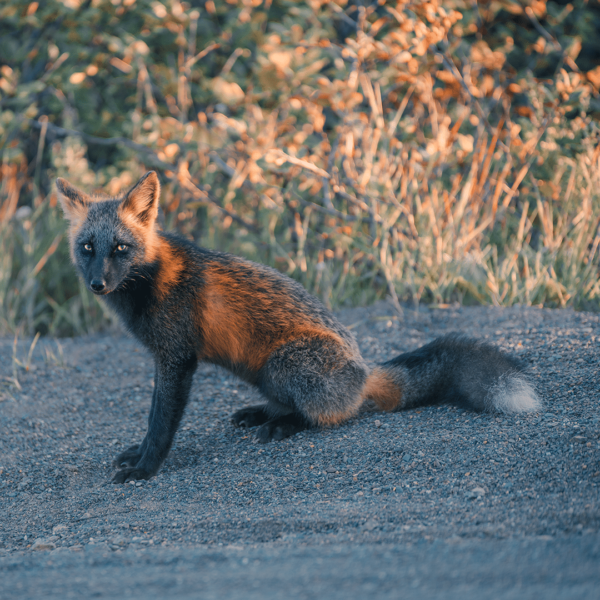 Fire Fox: Discover One of the Rarest Animals on Earth and Its Unique ...