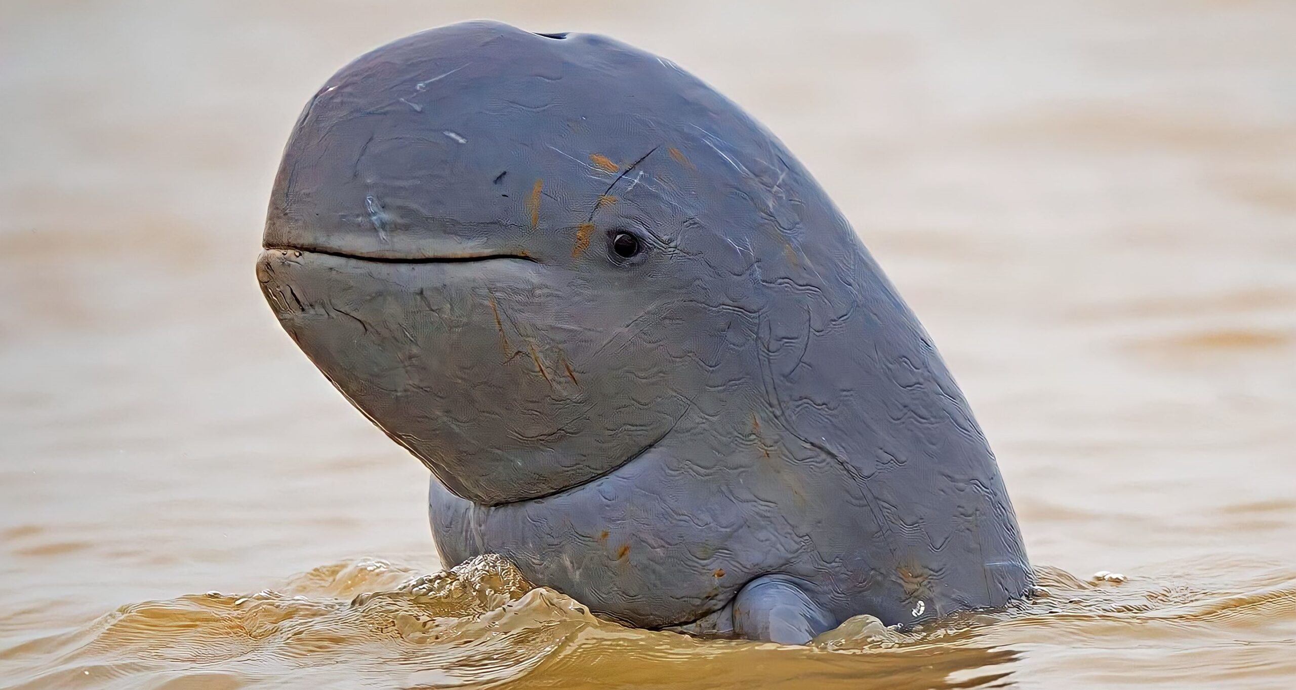 The Adorable and Expressive Irrawaddy Dolphin - Hasan Jasim