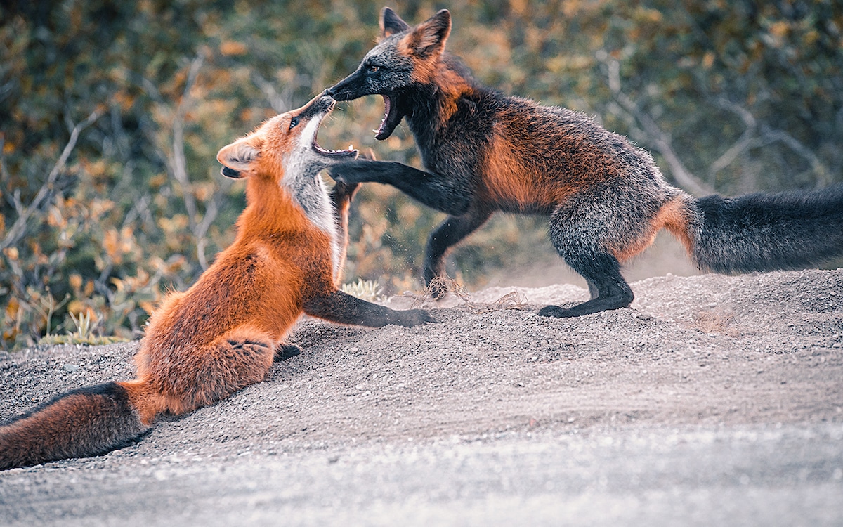 Fire Fox: Discover One of the Rarest Animals on Earth and Its Unique ...
