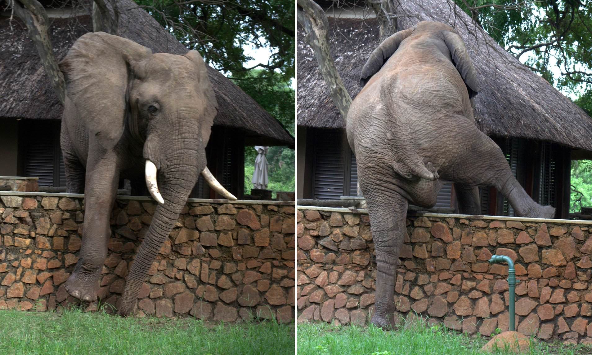 Elephant’s Impressive Feat: Scaling a Wall to Steal Mangoes in Indian ...