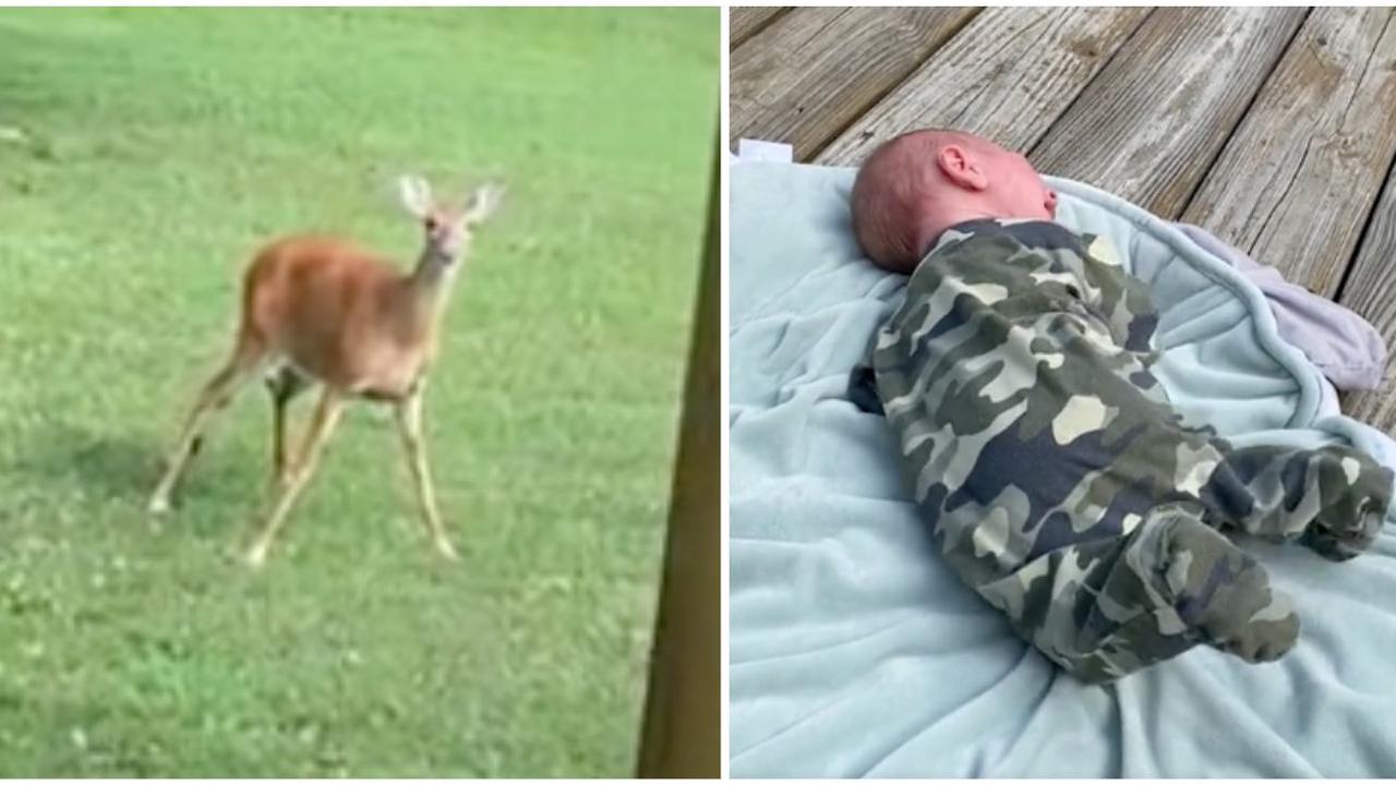 When she hears a newborn baby crying, Momma deer rushes to help - Hasan ...