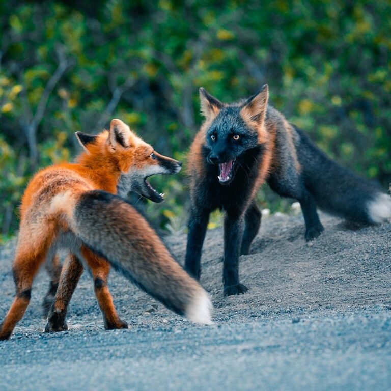 Fire Fox: Discover One of the Rarest Animals on Earth and Its Unique ...