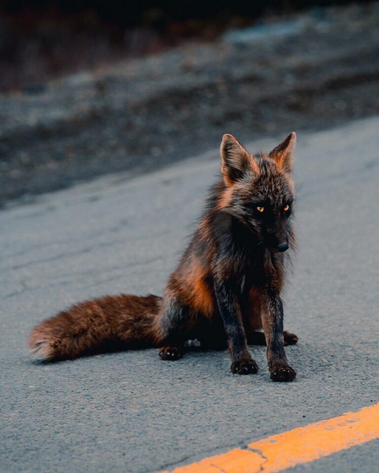 Fire Fox: Discover One of the Rarest Animals on Earth and Its Unique ...