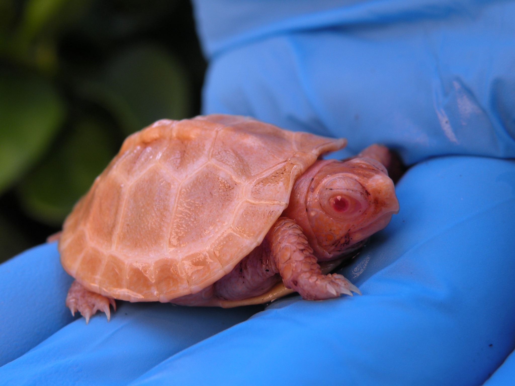 Albino Turtles Are Stunningly Rare and Look Like Fiery Little Creatures ...