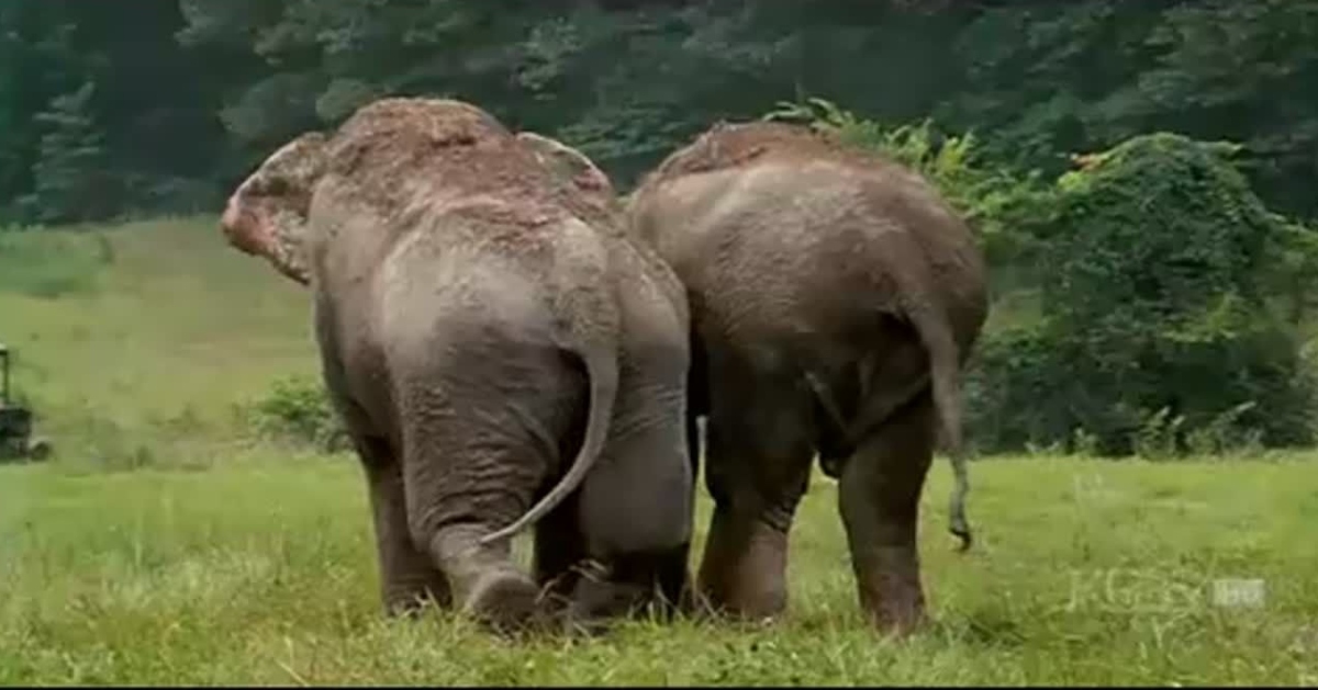 Former circus elephants separated for 22 years – cameras catch moment ...