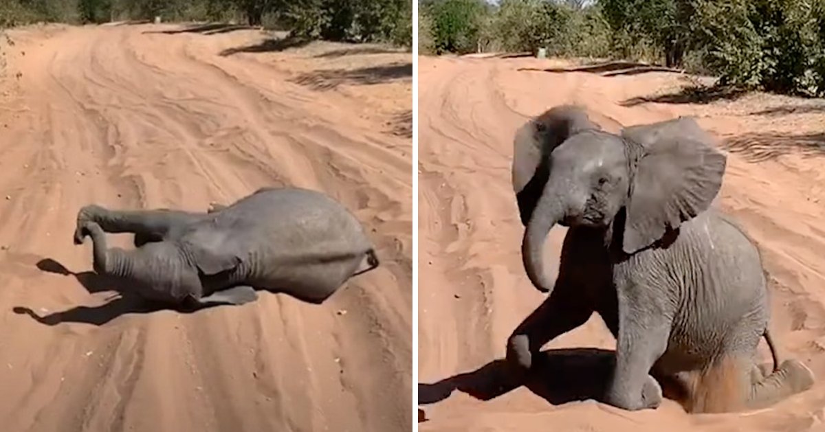 Baby elephant blocks road to play in the sand in adorable footage ...