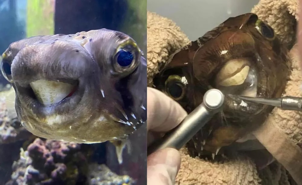 After a visit to the dentist, Fish is overjoyed with her perfect new ...