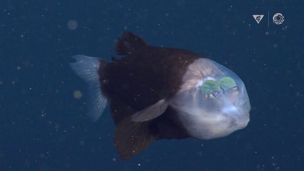 A Barreleye Fish with Glowing Tubular Eyes and a Transparent Head ...