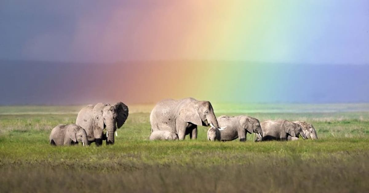 Elephants in front of a rainbow in breath-taking images - Hasan Jasim