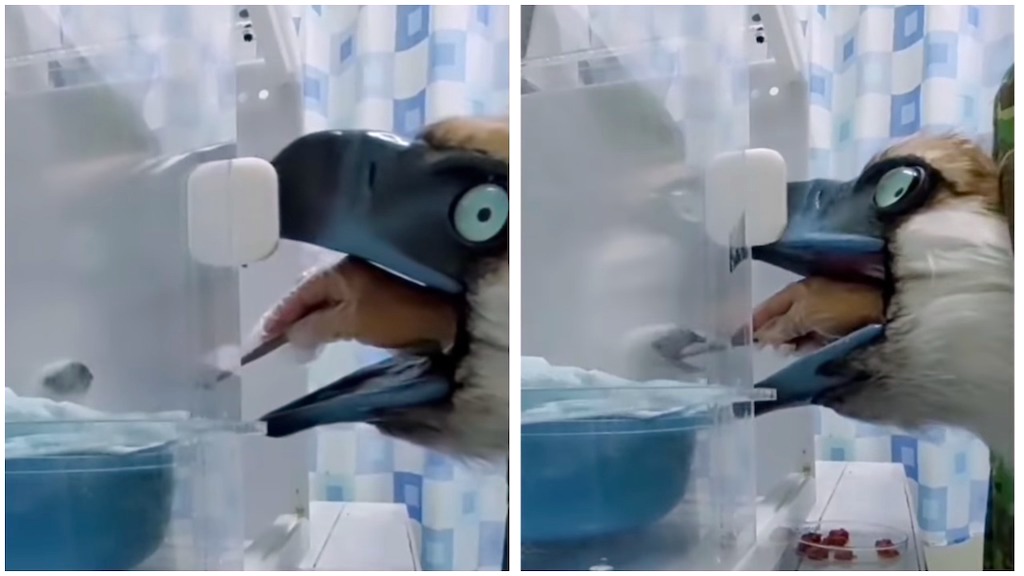 Hand-Feeding a Tiny Eagle Chick Through the Beak of a Realistic Eagle ...