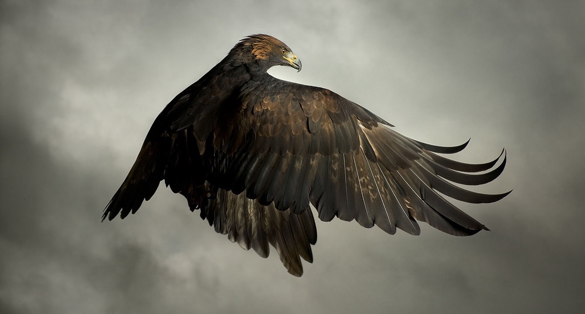 The Power and Beauty of Raptor Birds in Flight are Captured in Stunning ...