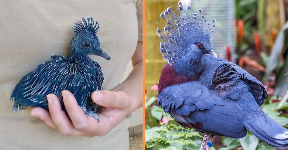 The Victoria Crowned Pigeon is nature’s most opulent bird (20 Pics ...