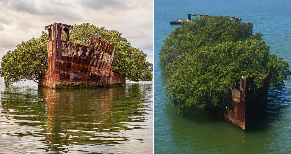 The Floating Forest: The Incredible Story of the 102-Year-Old Abandoned ...