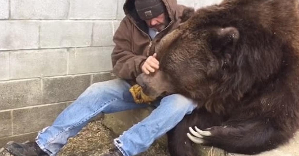 Watch how a caring caretaker consoles an ill 1400lb bear - Hasan Jasim