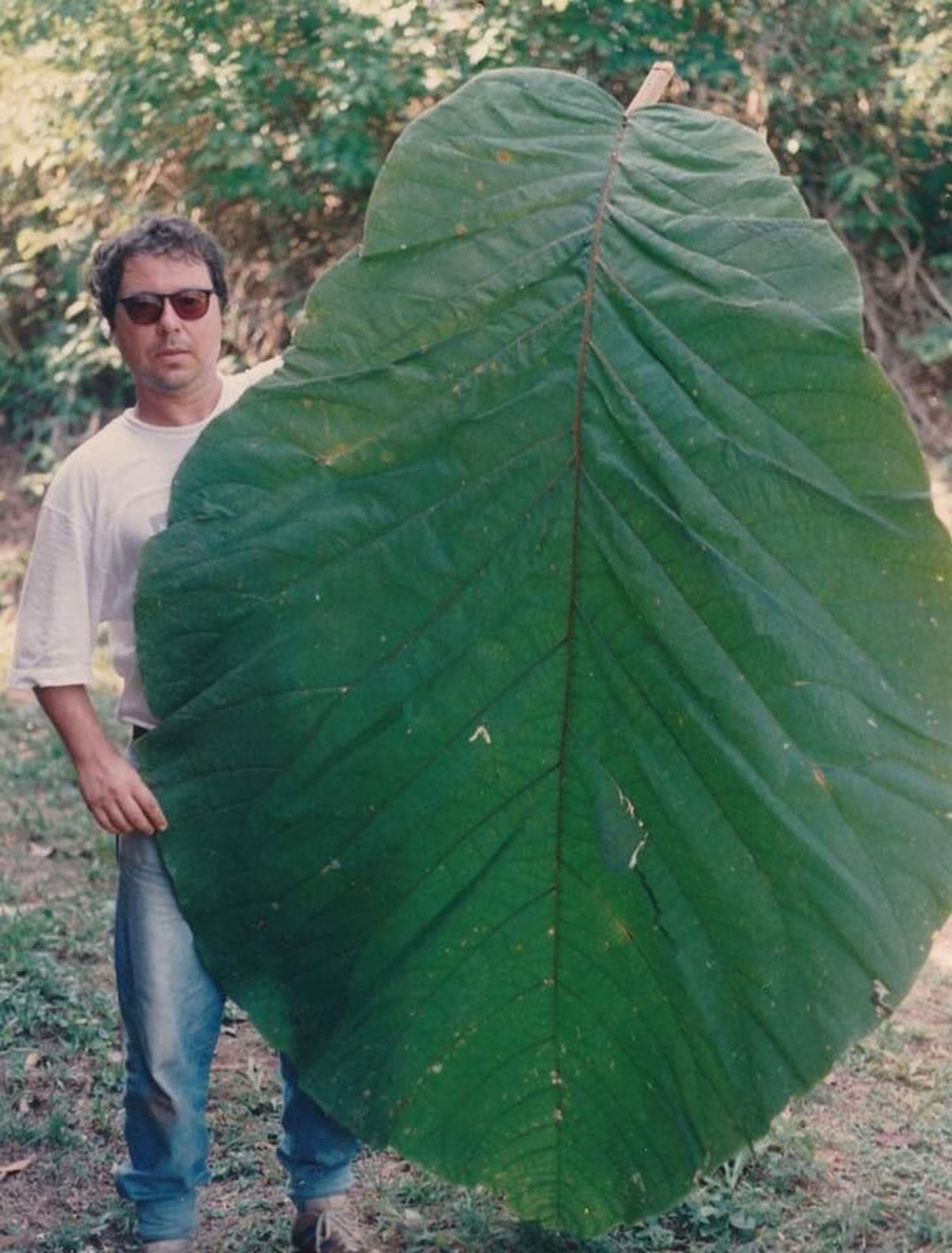Scientists are the first to describe an Amazonian tree with human-sized ...