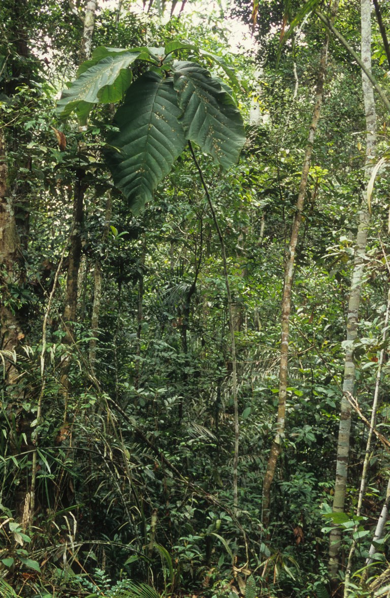 Scientists are the first to describe an Amazonian tree with human-sized ...