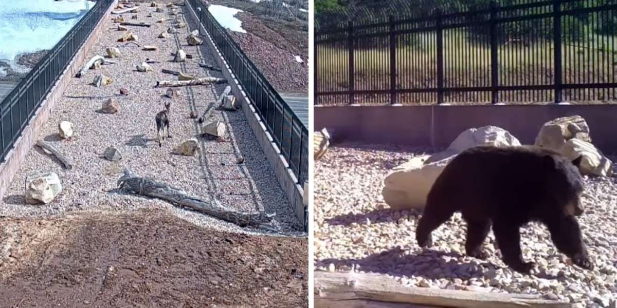 Using a bridge built specifically for them, hidden cameras capture a ...