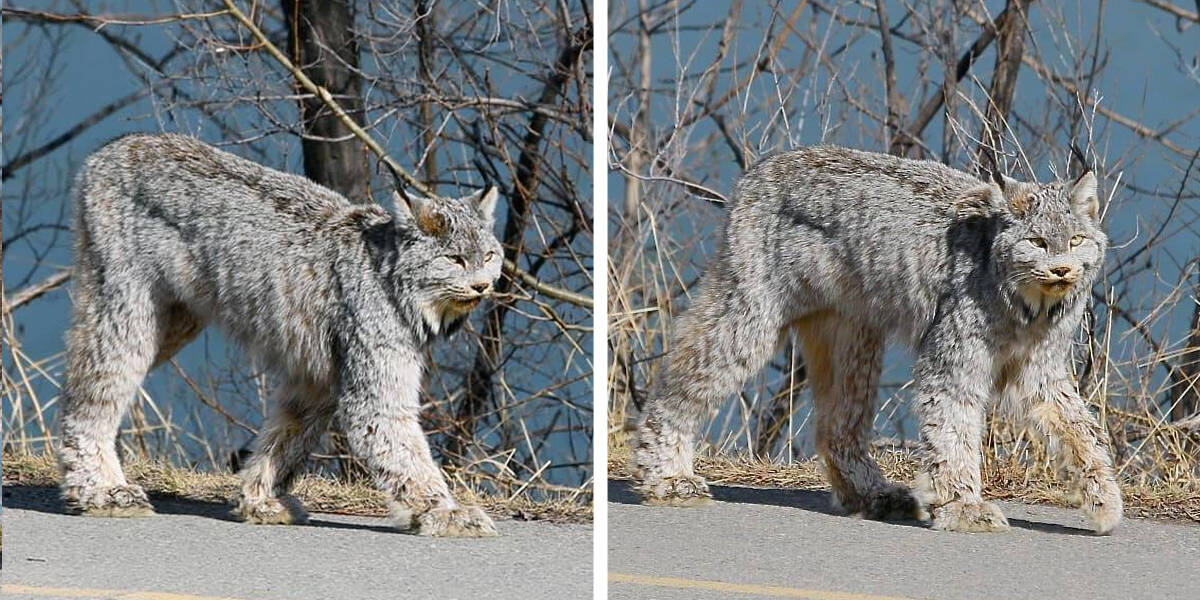 As she strolls along the street, gorgeous Lynx attracts attention ...