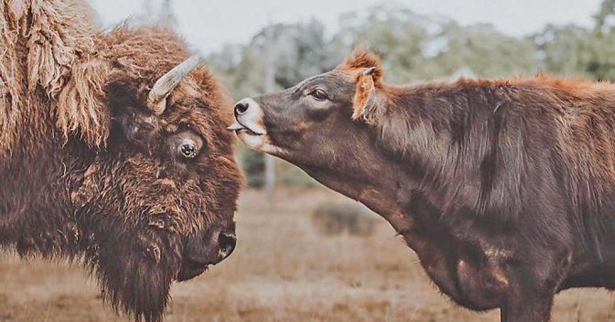 Lonely Blind Bison is befriended by a curious calf, and her life is ...