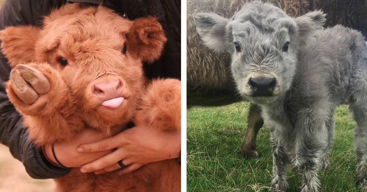 Highland Cattle Calves Are the Cutest Little Cows on the Planet - Hasan ...