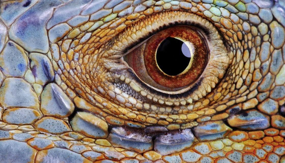 The reptile dubbed the world’s first “four-legged snake” is actually a ...