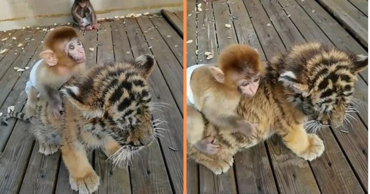 A cute video shows a young monkey interacting with a tiger cub - Hasan ...