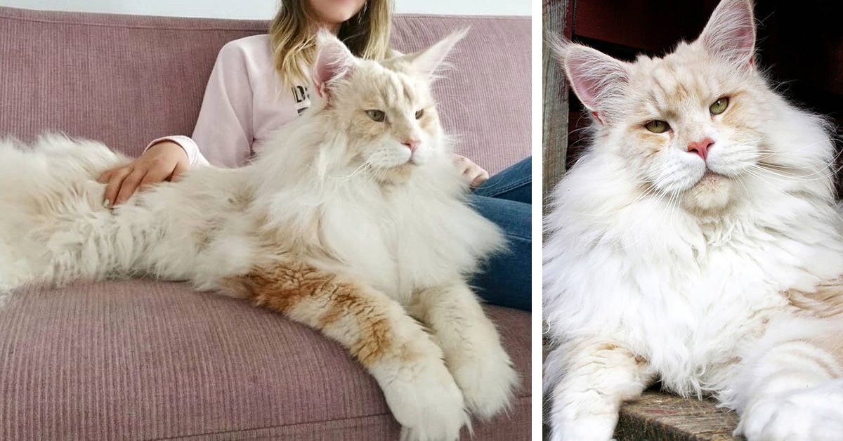 Lotus is a magnificent Maine Coon Cat who is a Giant Ball of Love ...