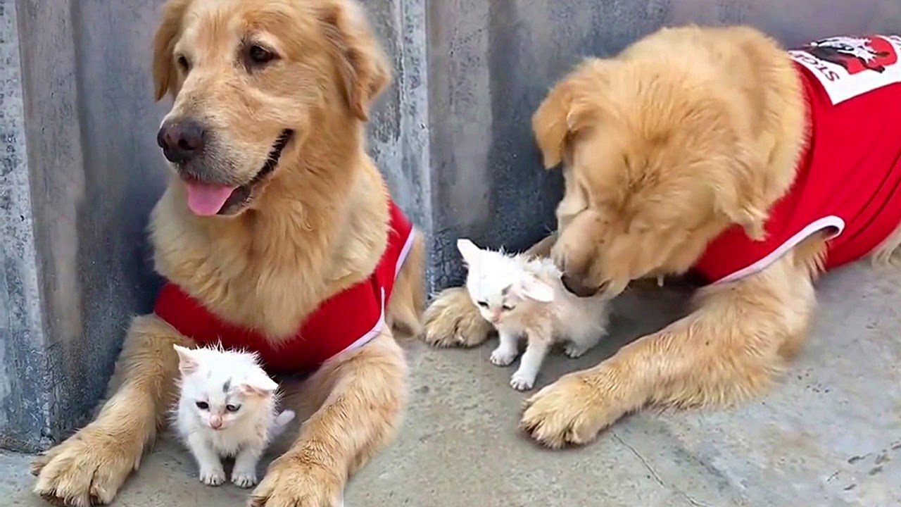 A loving Golden Retriever went on a stroll and returned with a stray ...