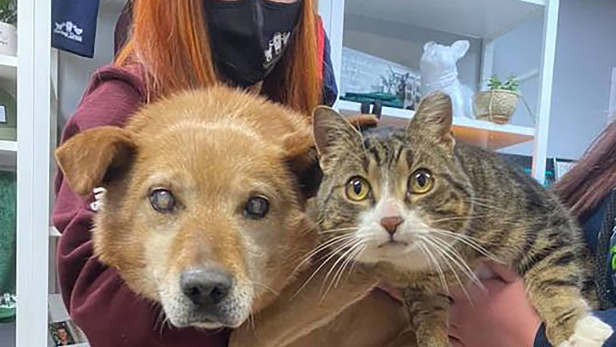 With their heartwarming narrative, a blind dog and his emotional ...