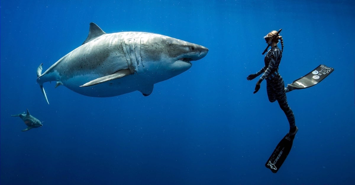 Encountering a Giant: A Marine Biologist’s Close Call with a Great ...