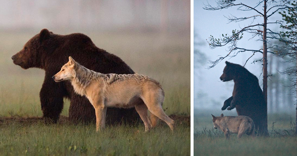 Unlikely Duo: Bear and Wolf BFFs Spotted in Finland - Hasan Jasim