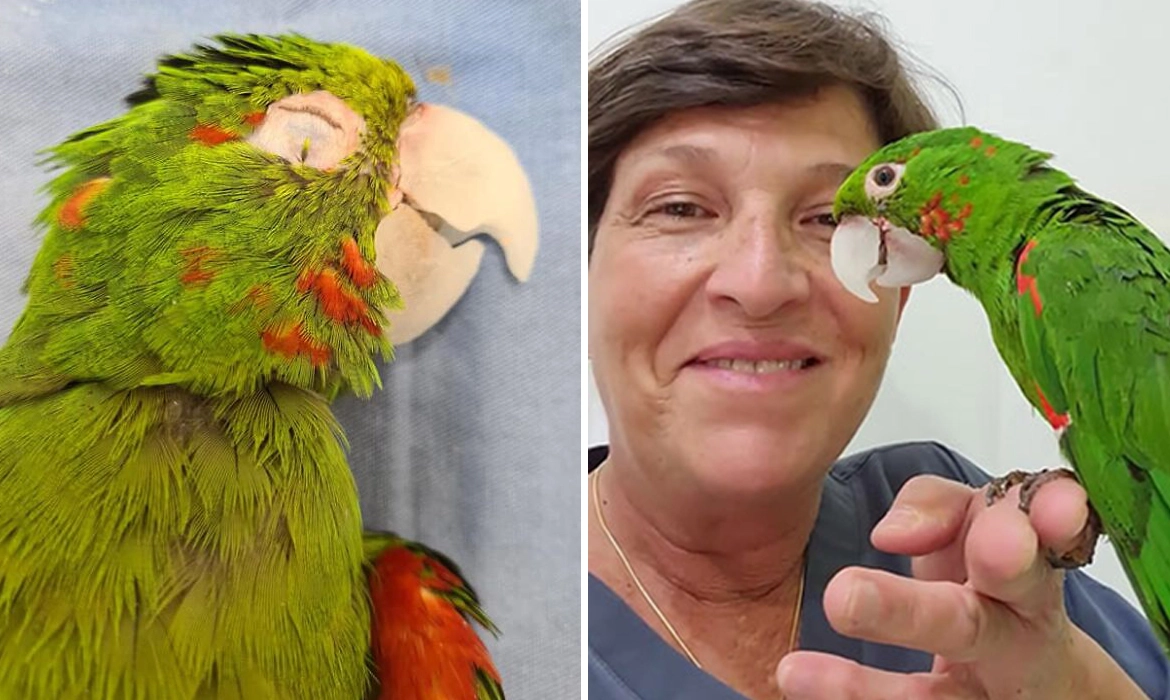 With a new prosthetic beak, a parrot with a damaged beak gets a second ...