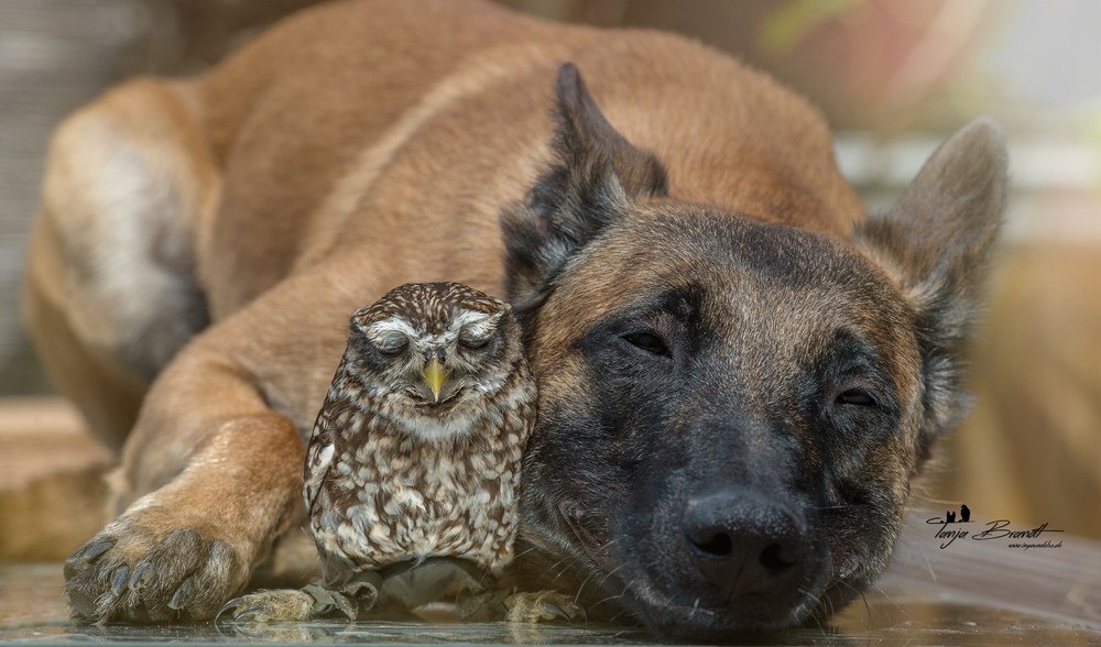 A Quiet Friendship That Stole Hearts: When a Little Owl Found Safety ...