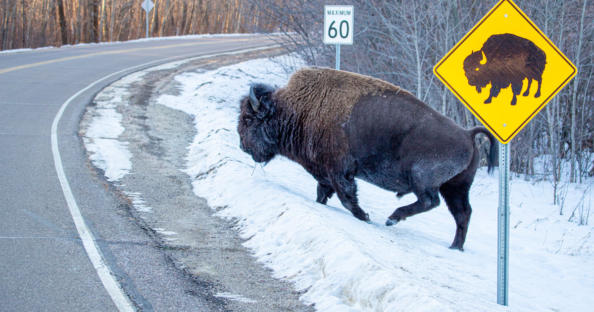 Near the “Bison Crossing” sign, a wildlife photographer captures the ...