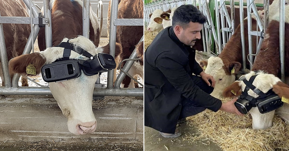 A farmer gives his cows virtual reality headsets to help them relax and ...