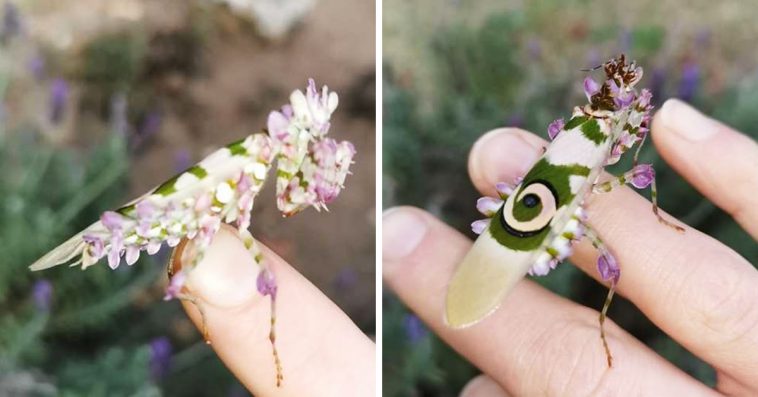 A woman discovers a rare insect that is so lovely that no one believes ...