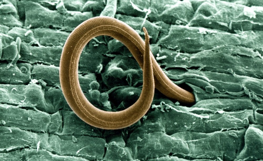 Scientists have brought a 42,000-year-old worm back to life - Hasan Jasim
