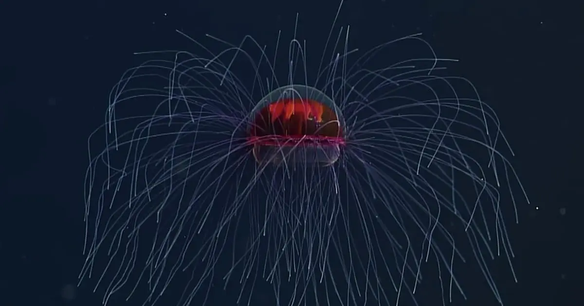In the Pacific Ocean, stunning footage captures a rare sighting of a ...