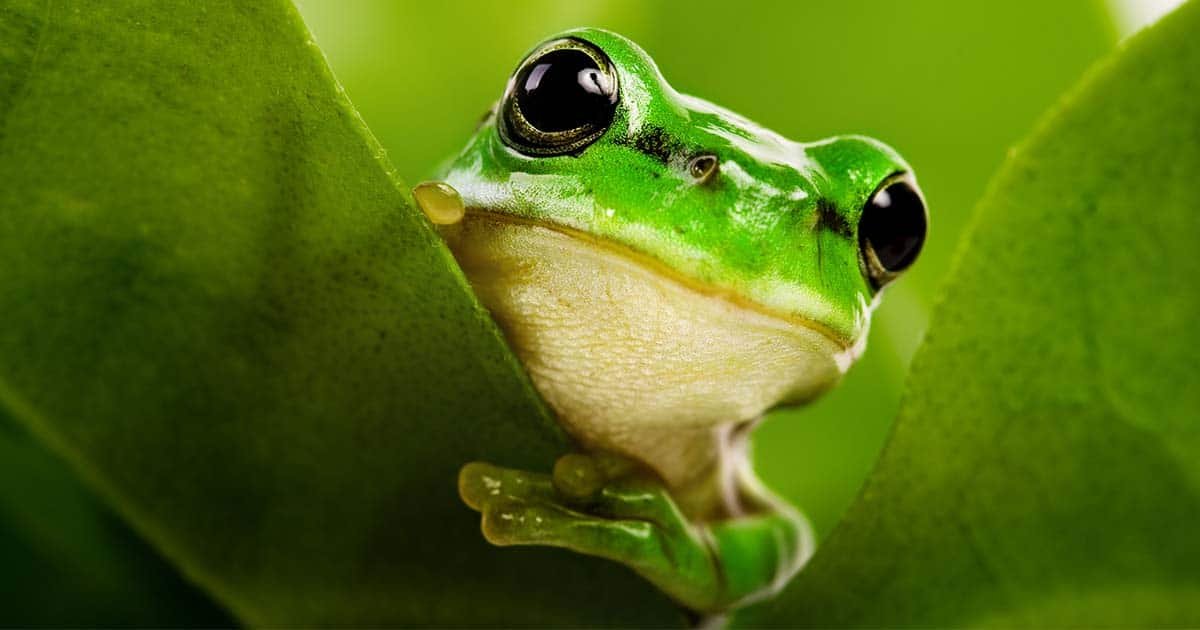 Step-by-Step Instructions for Drawing a Frog - Hasan Jasim