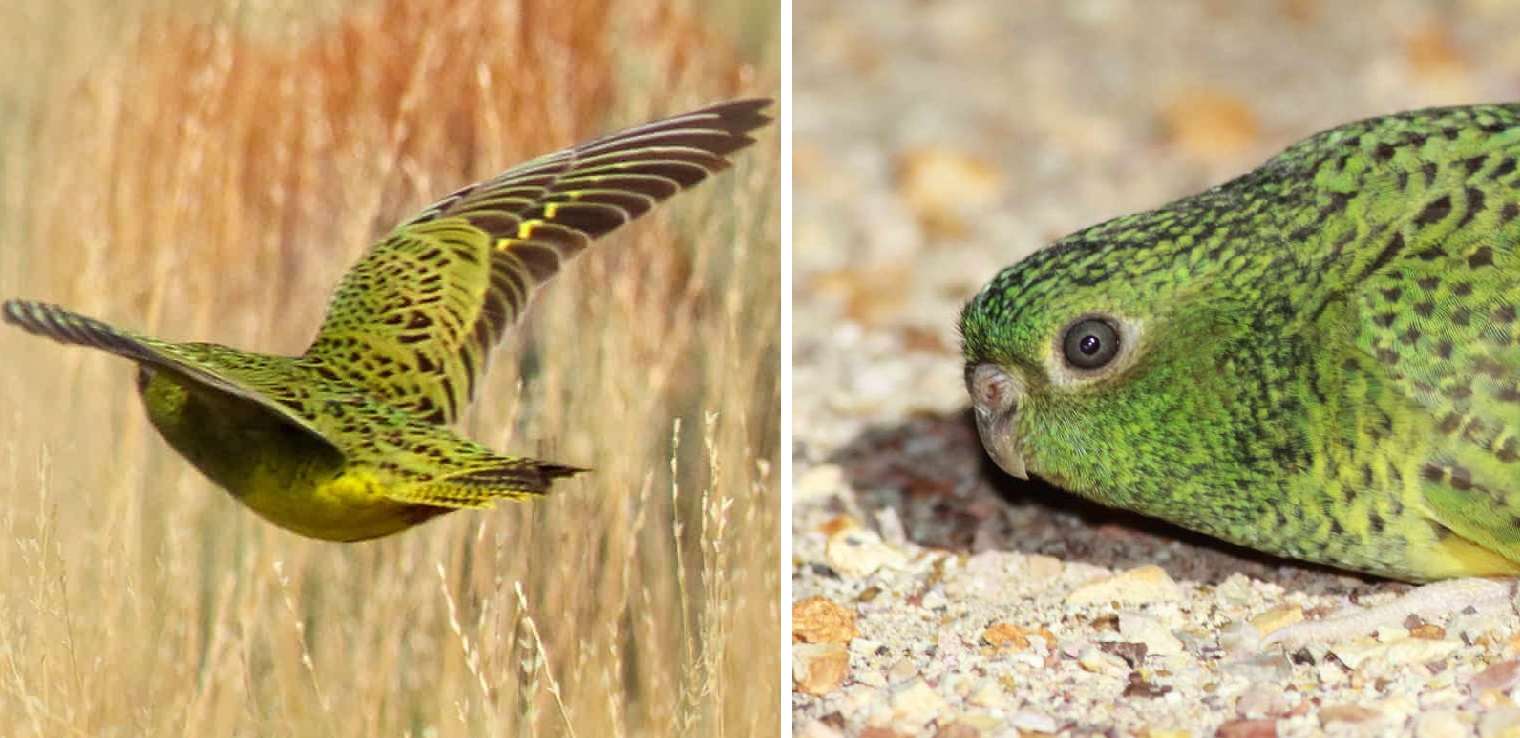 For The First Time In 100 Years, A Night Parrot Has Been Spotted In ...