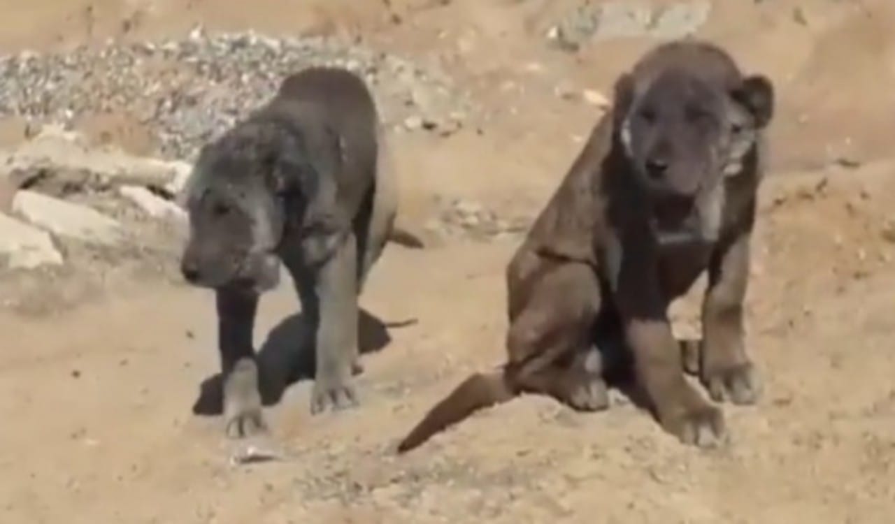 Exotic animals found in Iraq, their species between a lion and a dog is ...