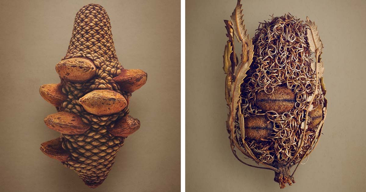 The "Hidden Beauty" of Small Seeds and Fruits is captured by a ...