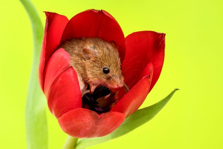 Harvest Mice Sleep In Tulip Petals In Flower Beds - Hasan Jasim