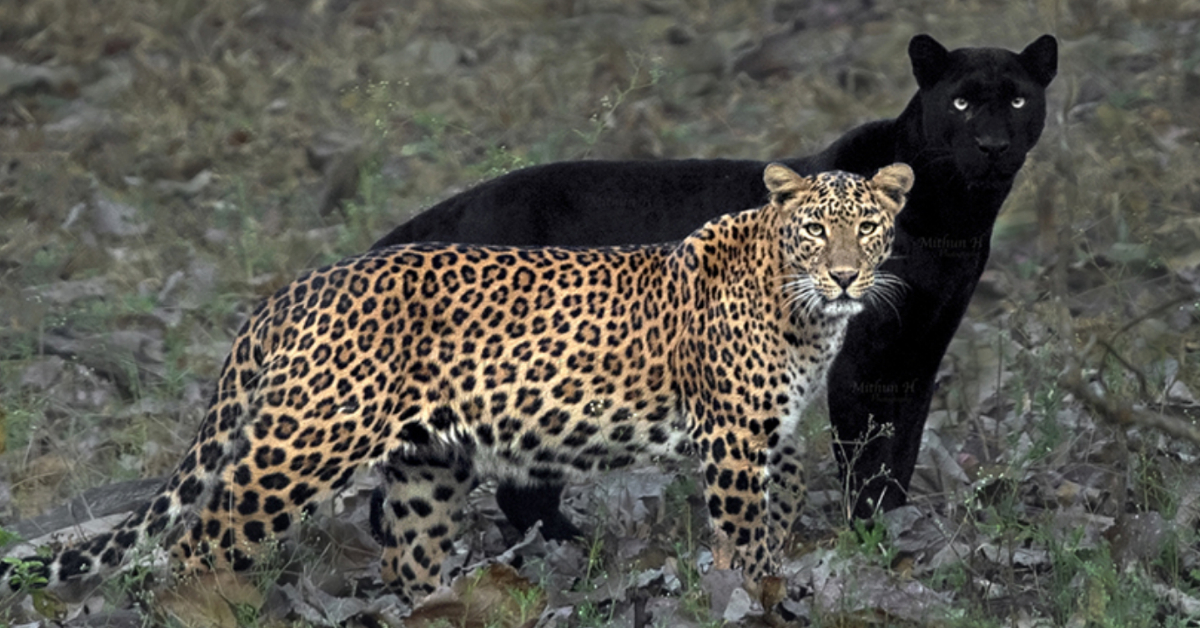 Photos Of A Black Panther And Leopard Couple Have Gone Viral - Hasan Jasim