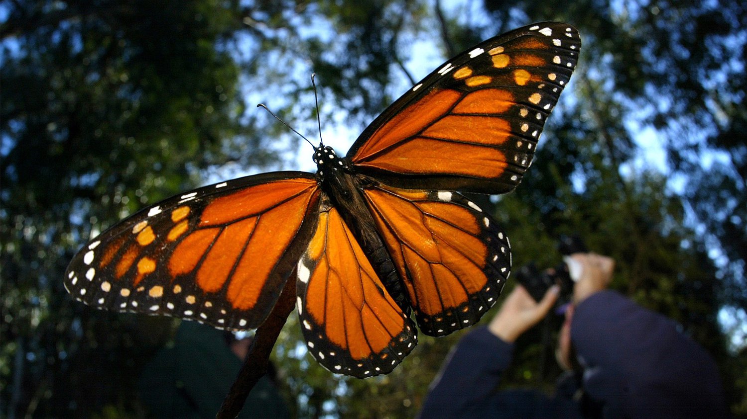 In 2021, The Population Of Western Monarch Butterflies Increased By ...