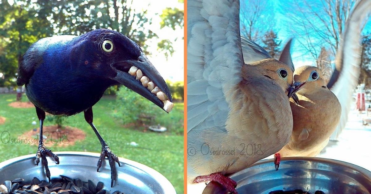 A Woman Installs A little feeder camera in her backyard to capture ...