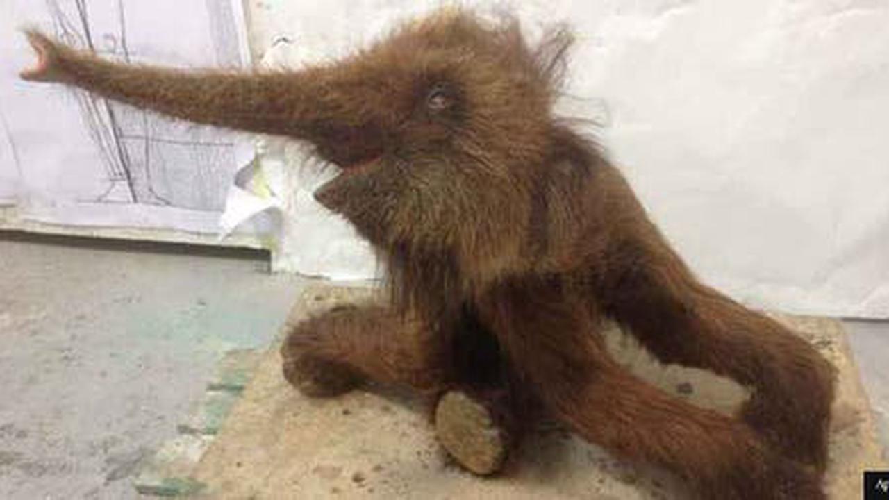 Scientists have brought 28,000-year-old woolly mammoth cells back to ...
