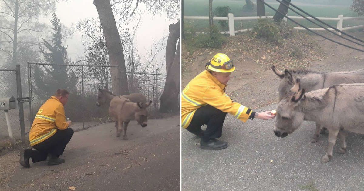 Donkeys Fleeing California Wildfires Get The Finest Treatment From Kind ...